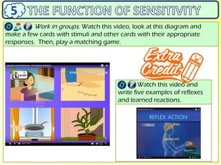 Presentation: Human Body and Sensitivity | PDF