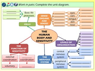 Presentation: Human Body and Sensitivity | PDF