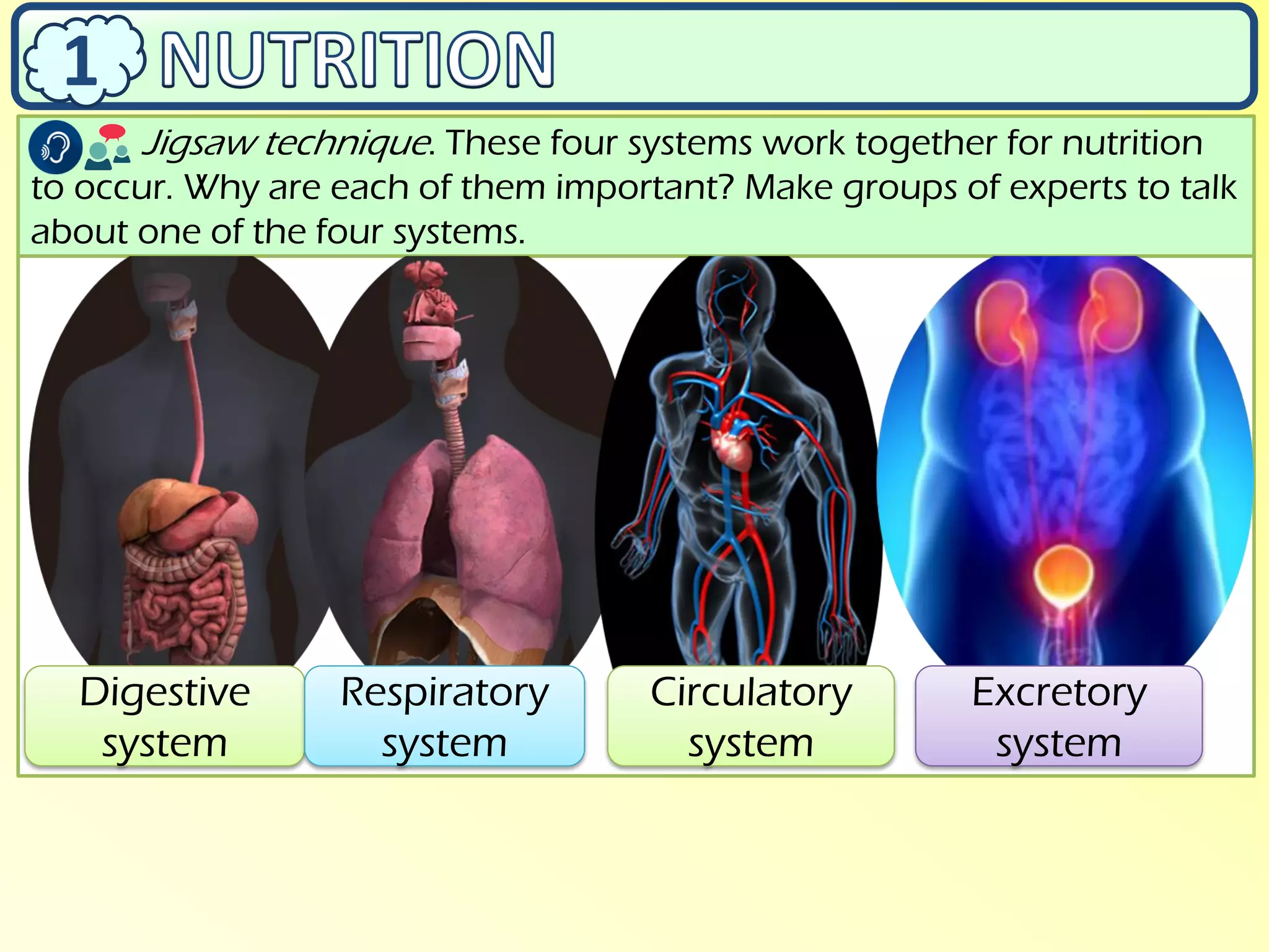 Presentation - Nutrition I (digestion & respiration) | PDF