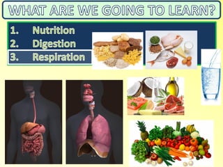 Presentation - Nutrition I (digestion & respiration) | PDF | Nutrition ...