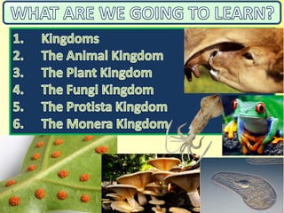 Presentation - The Classification of Living Things | PPT
