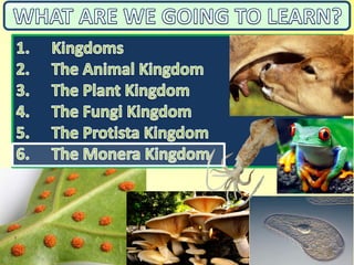 Presentation - The Classification of Living Things | PDF