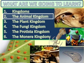 Presentation - The Classification of Living Things | PPT