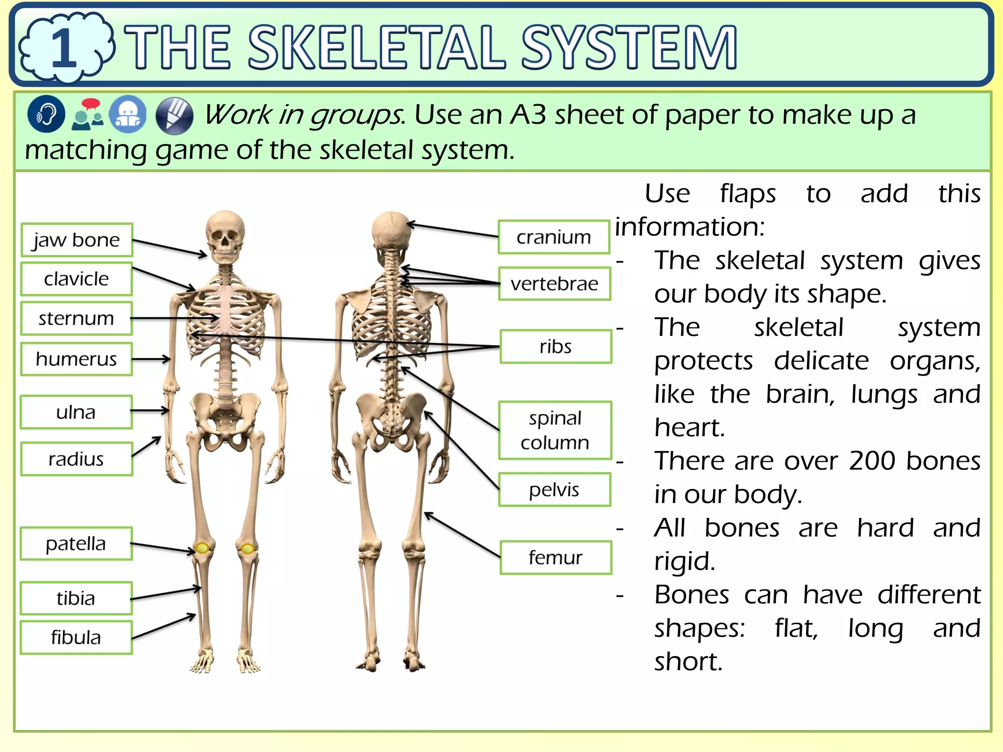 Presentation: The Locomotor System | PDF | Physical Therapy | Wellness