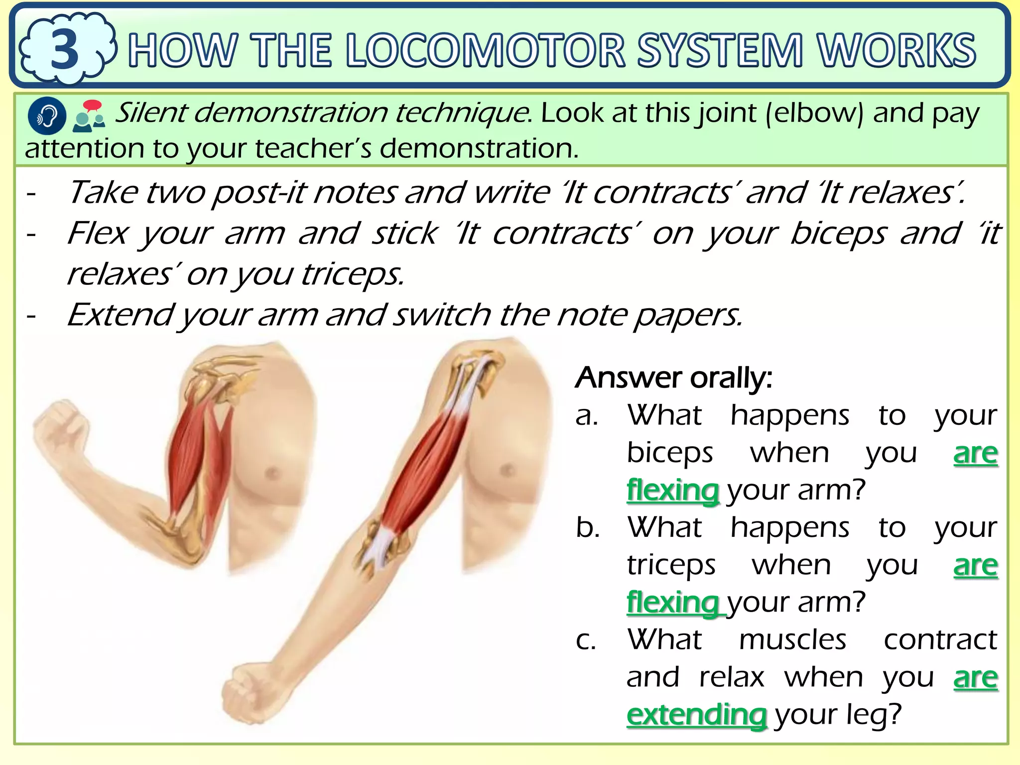 Presentation: The Locomotor System | PDF | Physical Therapy | Wellness