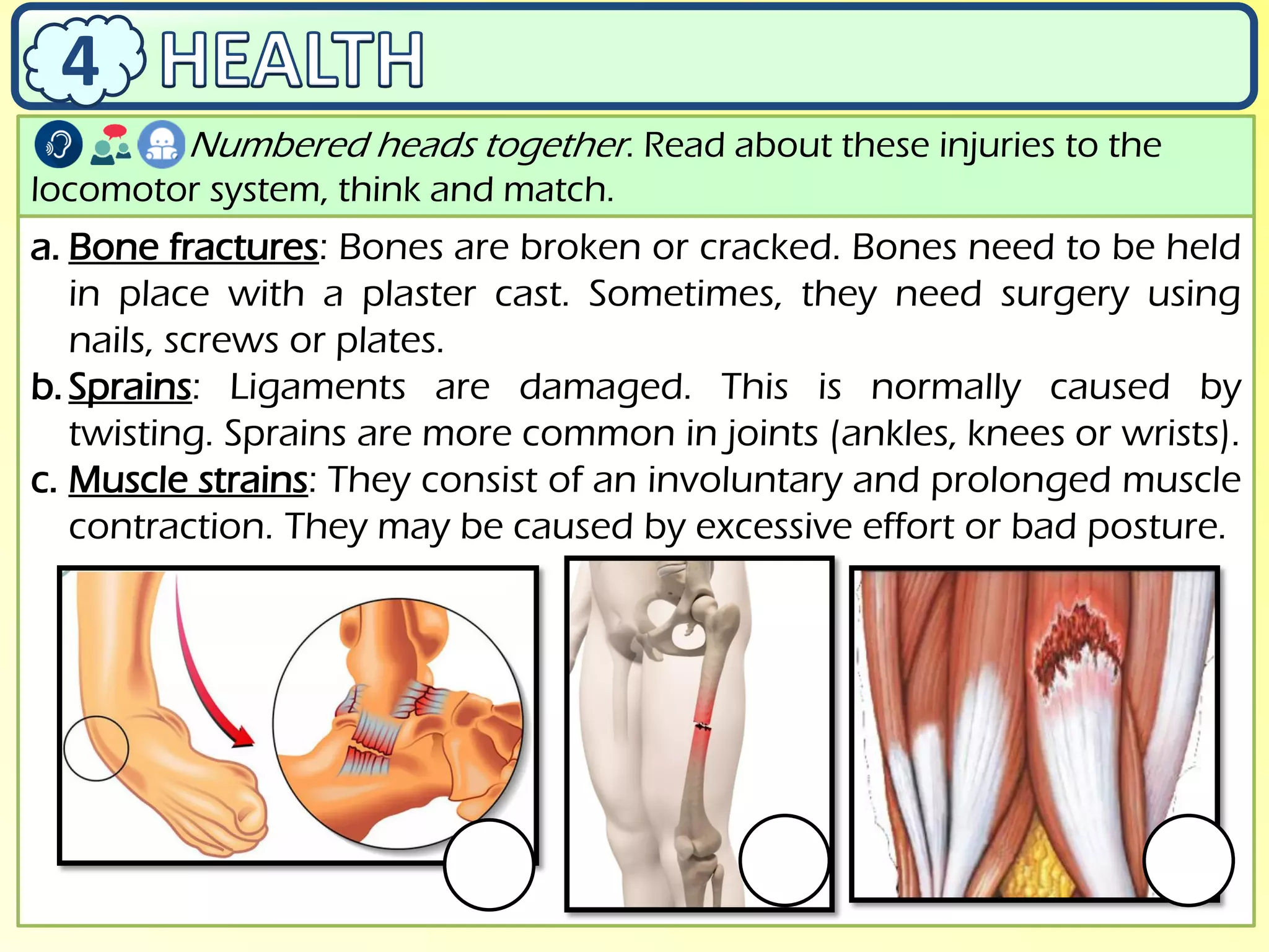 Presentation: The Locomotor System | PDF | Physical Therapy | Wellness