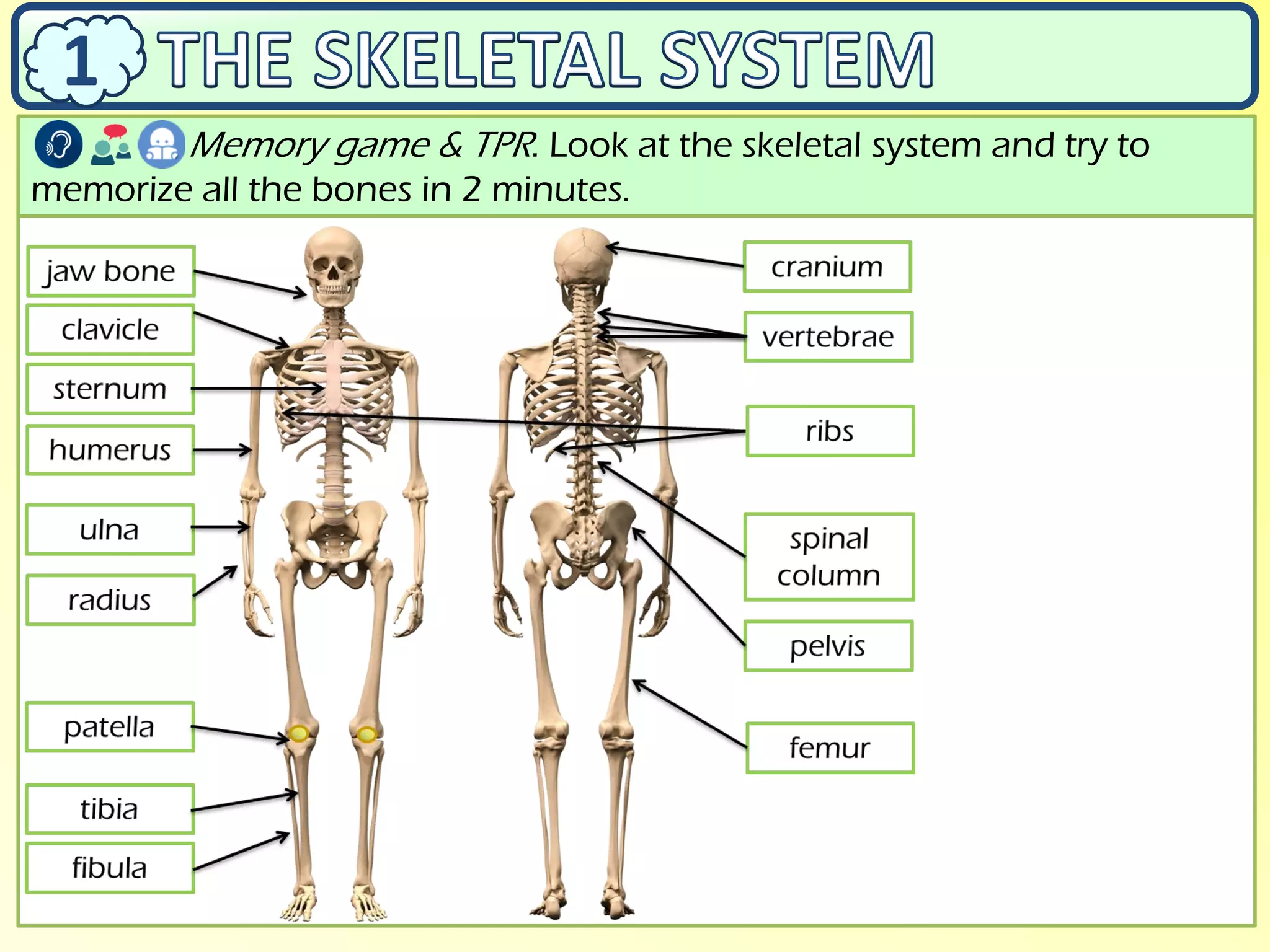 Presentation: The Locomotor System | PDF | Physical Therapy | Wellness