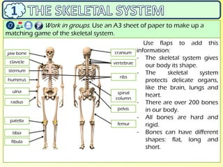Presentation: The Locomotor System | PDF