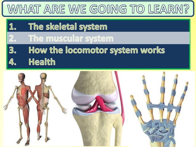 Presentation: The Locomotor System | PPT