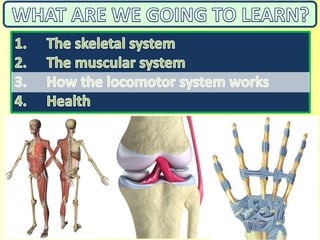 Presentation: The Locomotor System | PDF