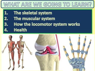 Presentation: The Locomotor System | PDF