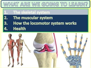 Presentation: The Locomotor System | PDF