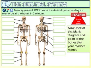 Presentation: The Locomotor System | PDF