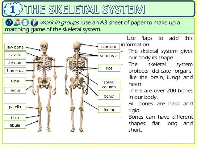 Presentation: The Locomotor System