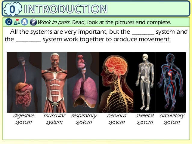 Presentation: The Locomotor System