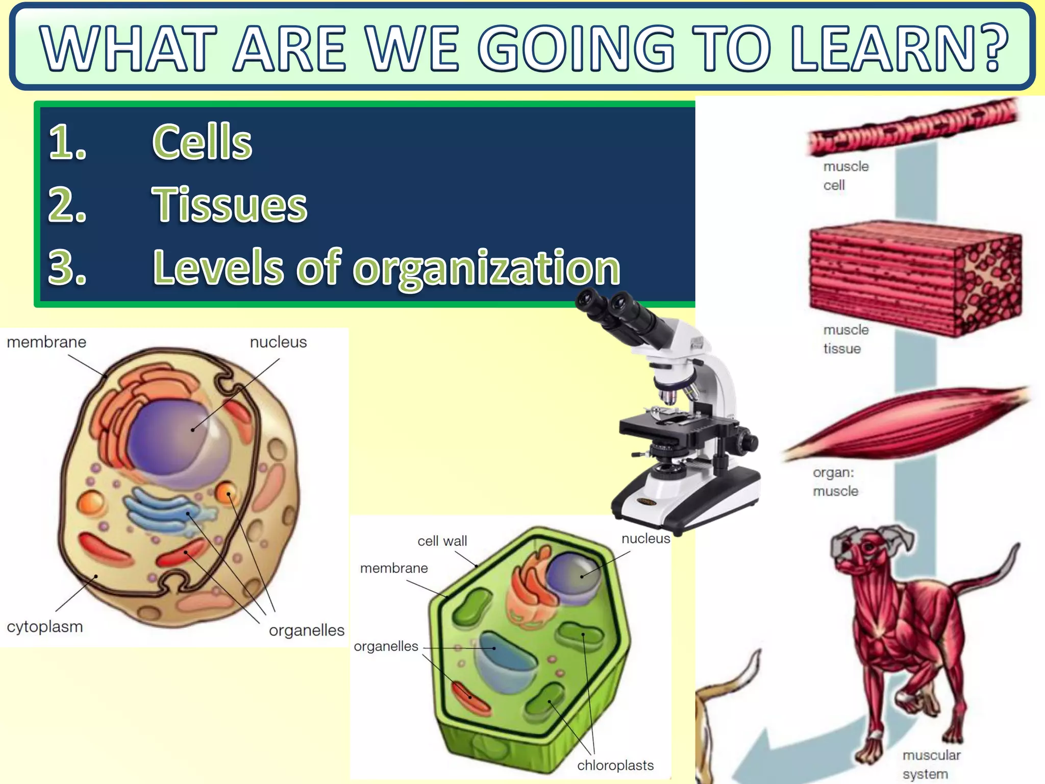 Presentation - The Organization of Living Things | PPT