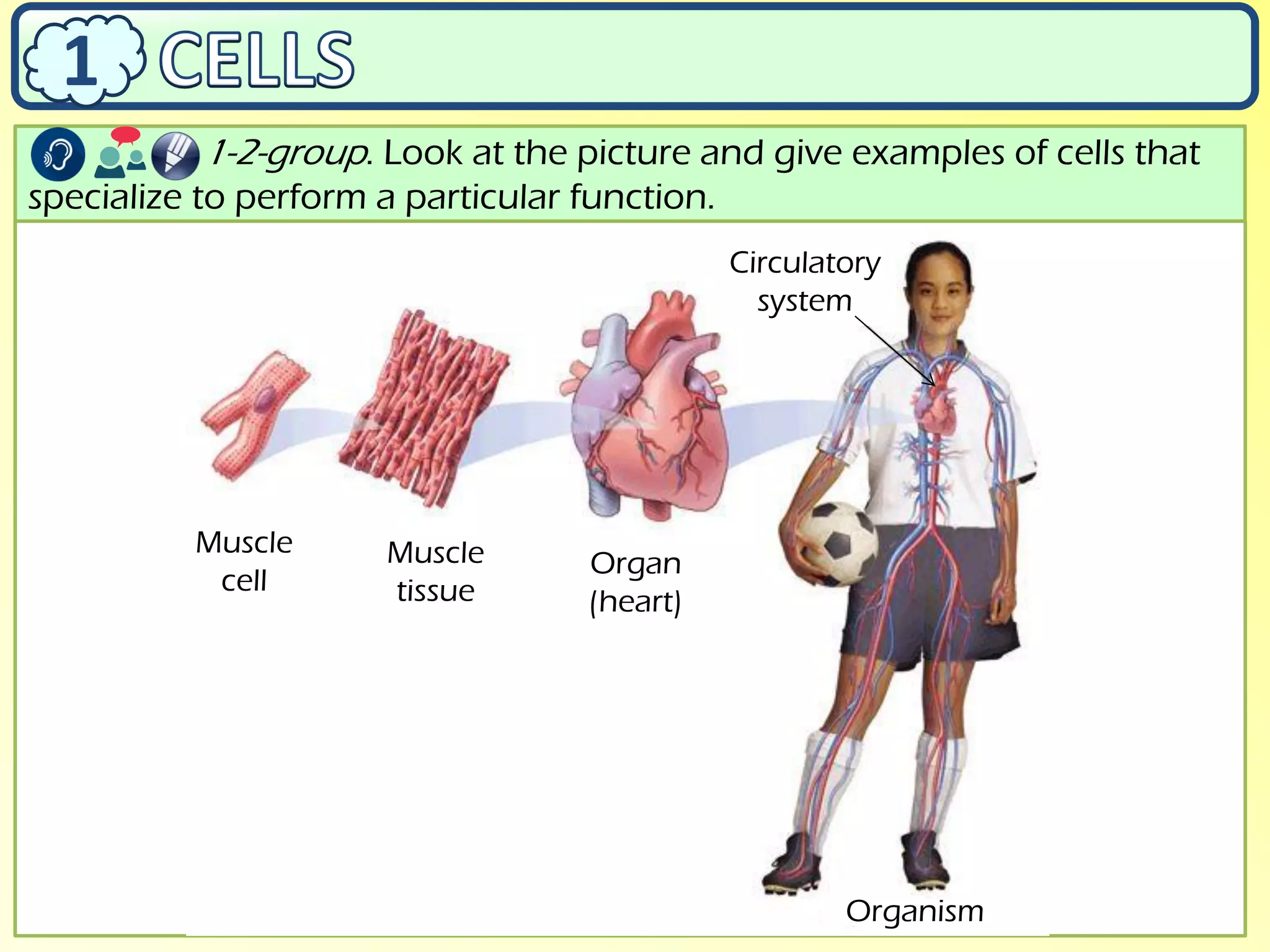 Presentation - The Organization of Living Things | PPT