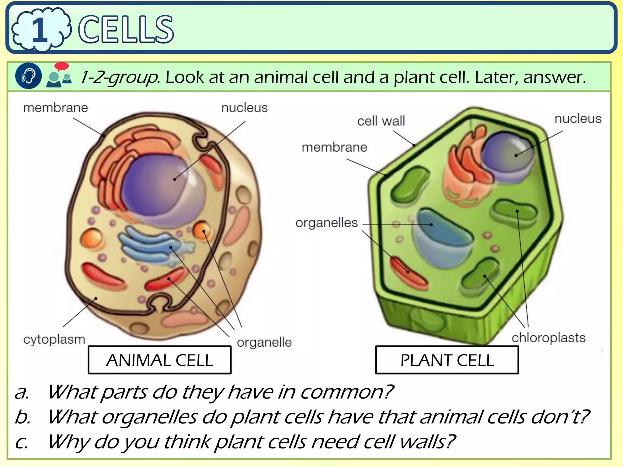 Presentation - The Organization of Living Things | PPT
