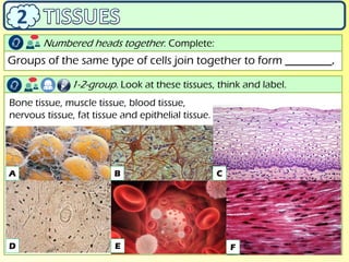 Presentation - The Organization of Living Things | PPT