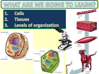 Presentation - The Organization of Living Things | PPT