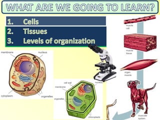 Presentation - The Organization of Living Things | PPT