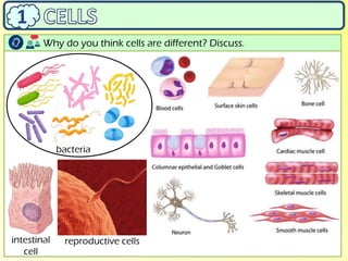 Presentation - The Organization of Living Things | PPT