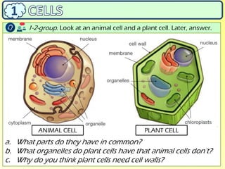 Presentation - The Organization of Living Things | PPT