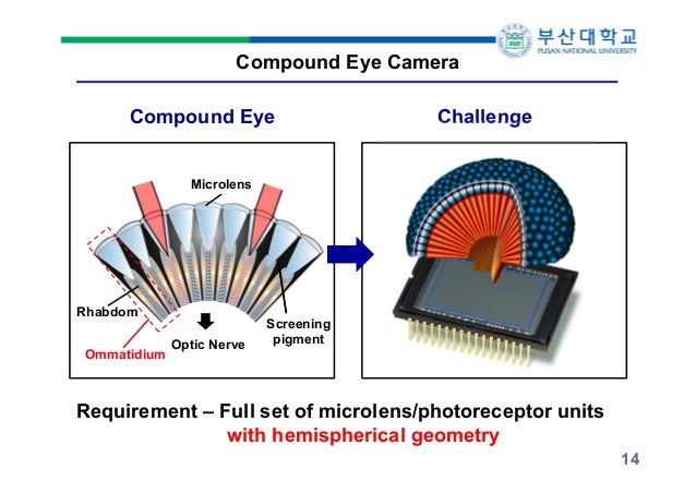 Biomimetics : Compound eyes