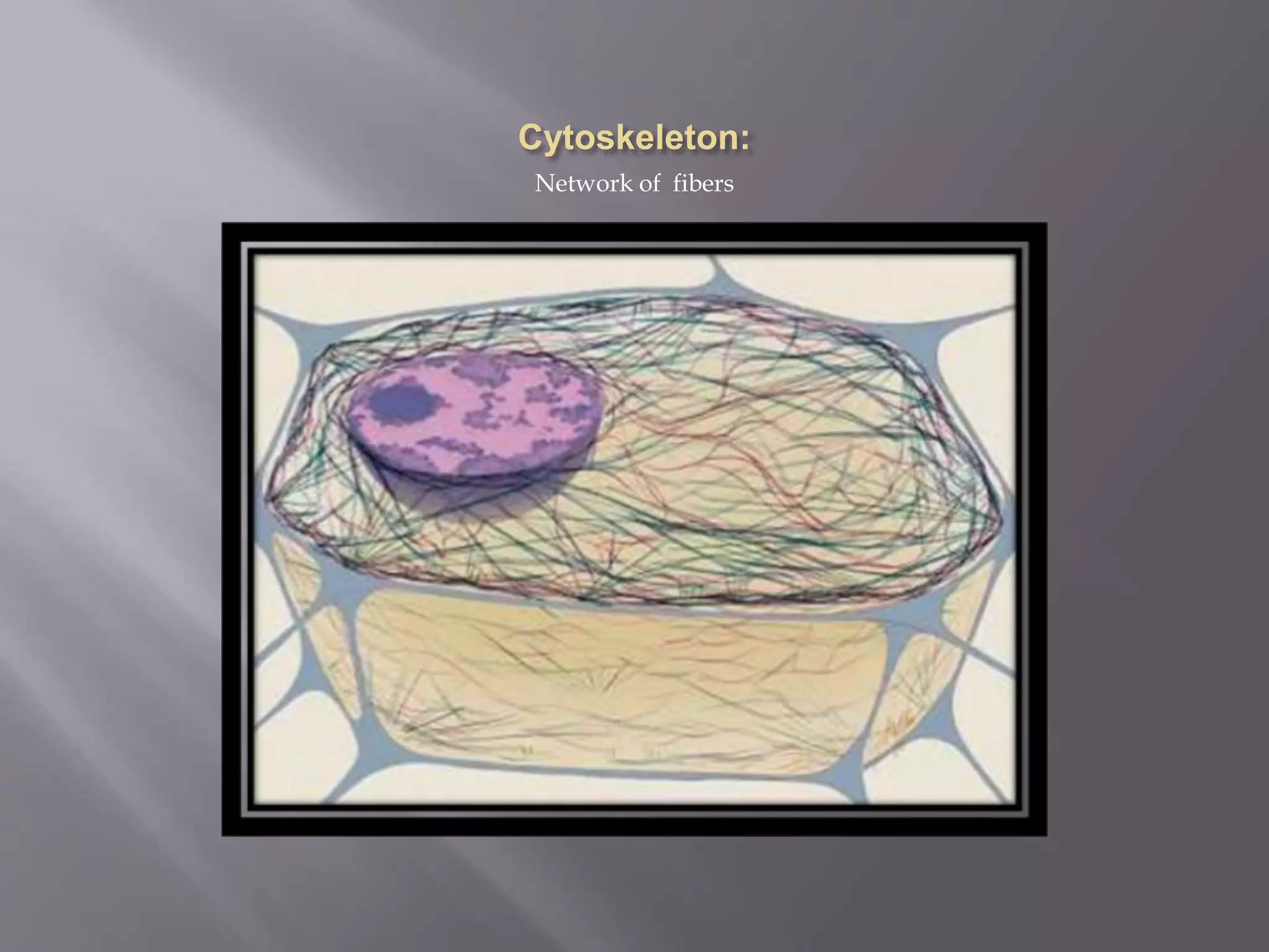 cytoskeleton | PPTX