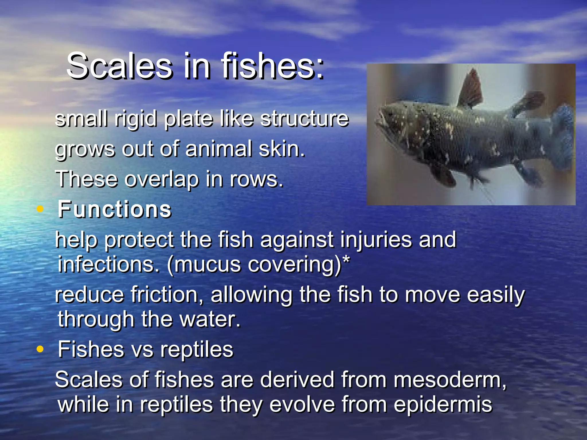 Presentation zoology | PPT