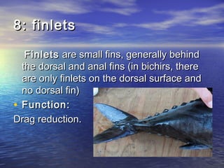 Presentation zoology | PPT | Fish and Aquariums | Pets