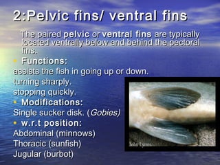 Presentation zoology | PPT | Fish and Aquariums | Pets