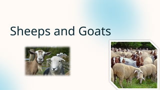 Sheep And Goat Presentation Zoo Management Pptx
