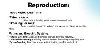 sheep and goat presentation zoo management.pptx