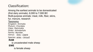 sheep and goat presentation zoo management.pptx