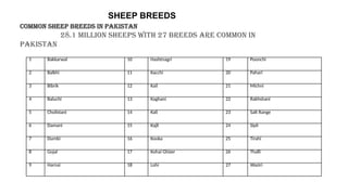 sheep and goat presentation zoo management.pptx