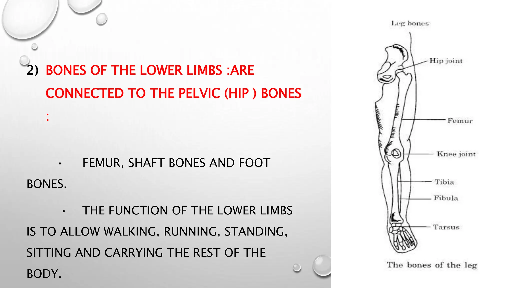 human locomotor system presentation.ptt. | PPT