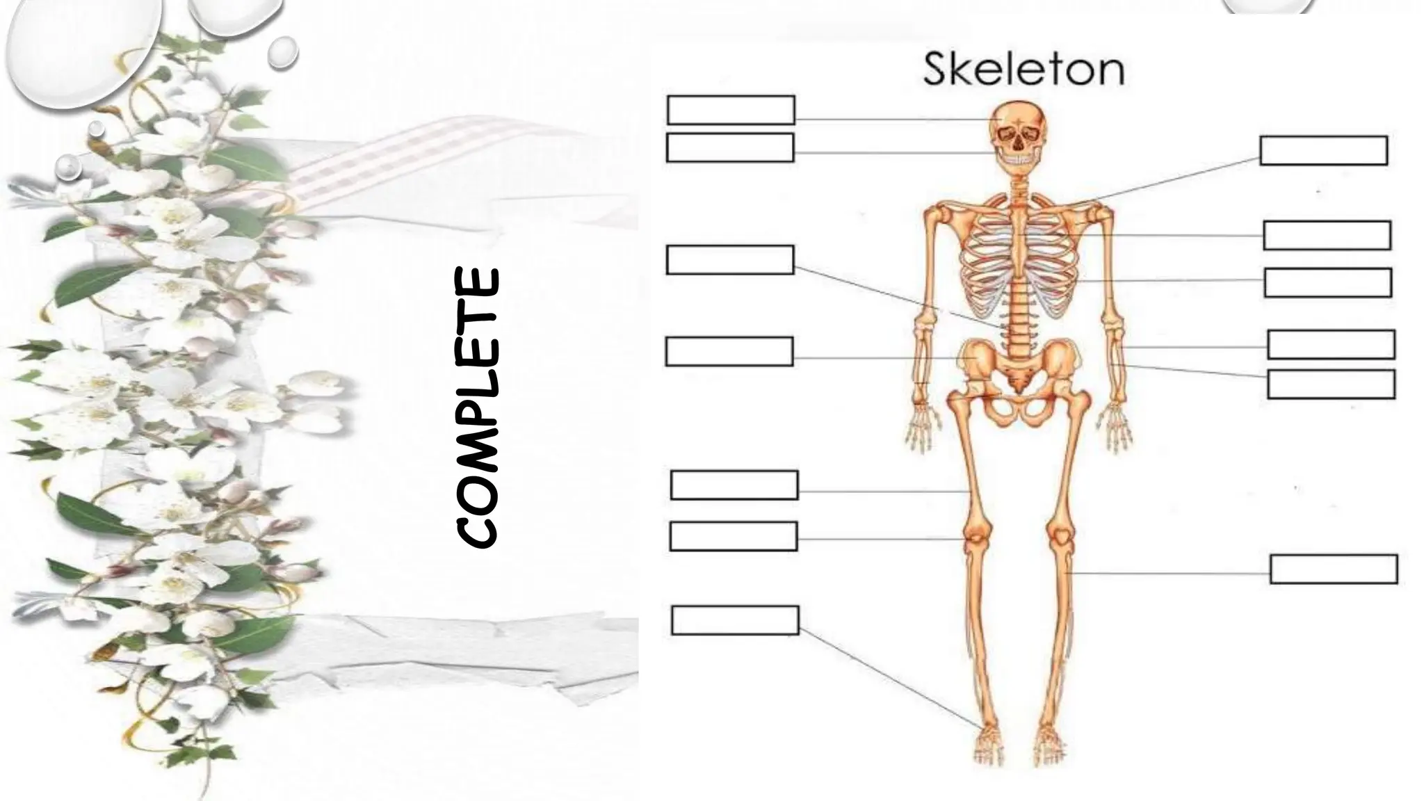 human locomotor system presentation.ptt. | PPT