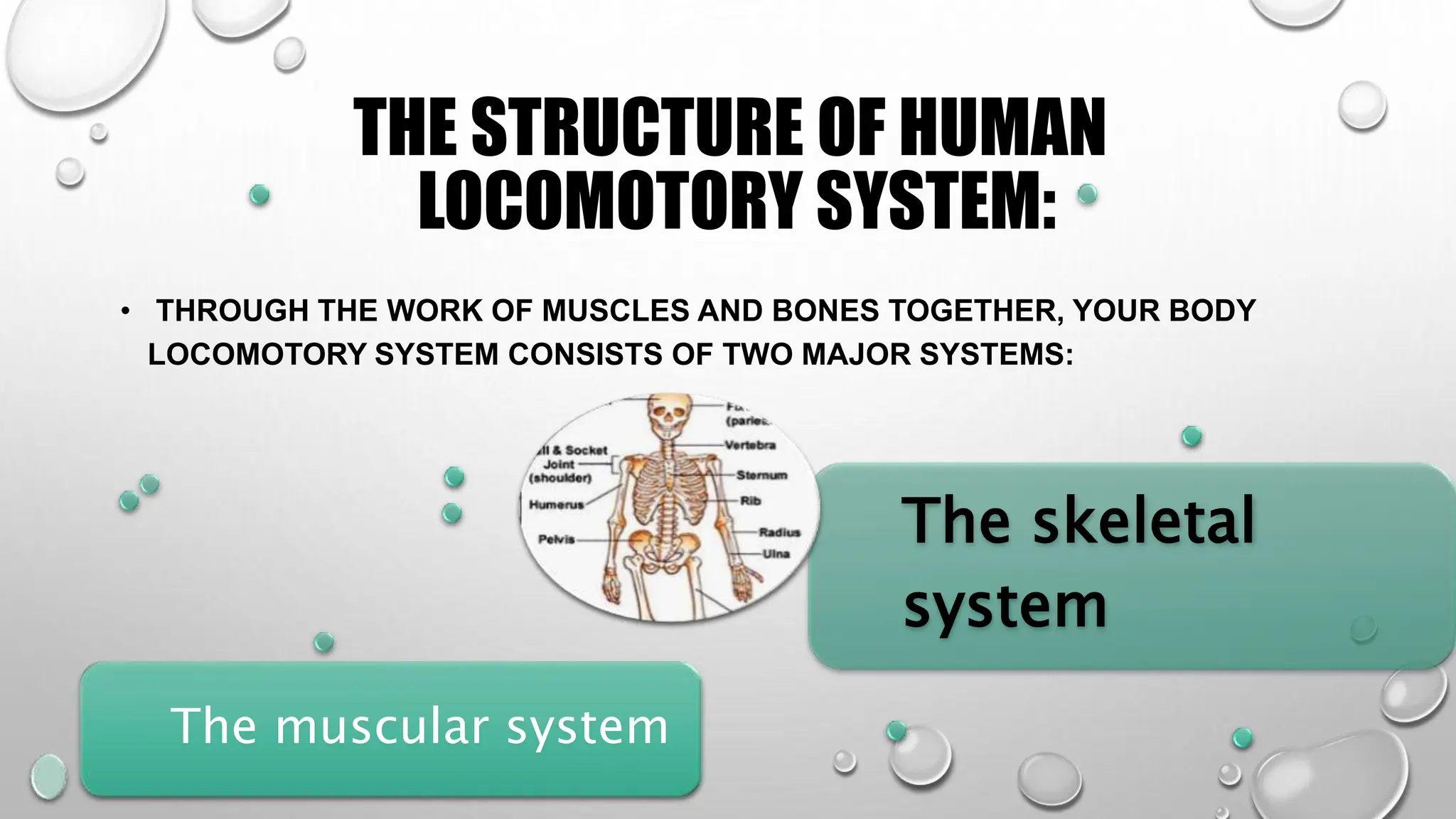 human locomotor system presentation.ptt. | PPT