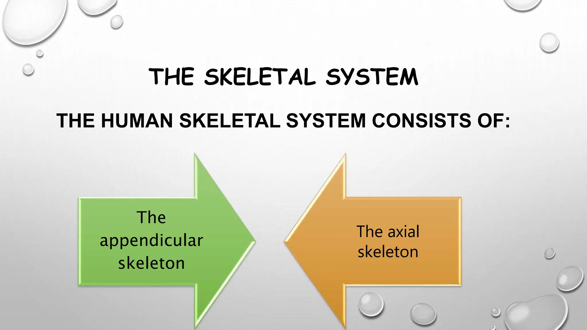 human locomotor system presentation.ptt. | PPT