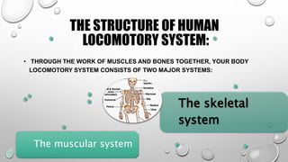 human locomotor system presentation.ptt. | PPT