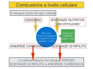 combustione e cellula | PPT