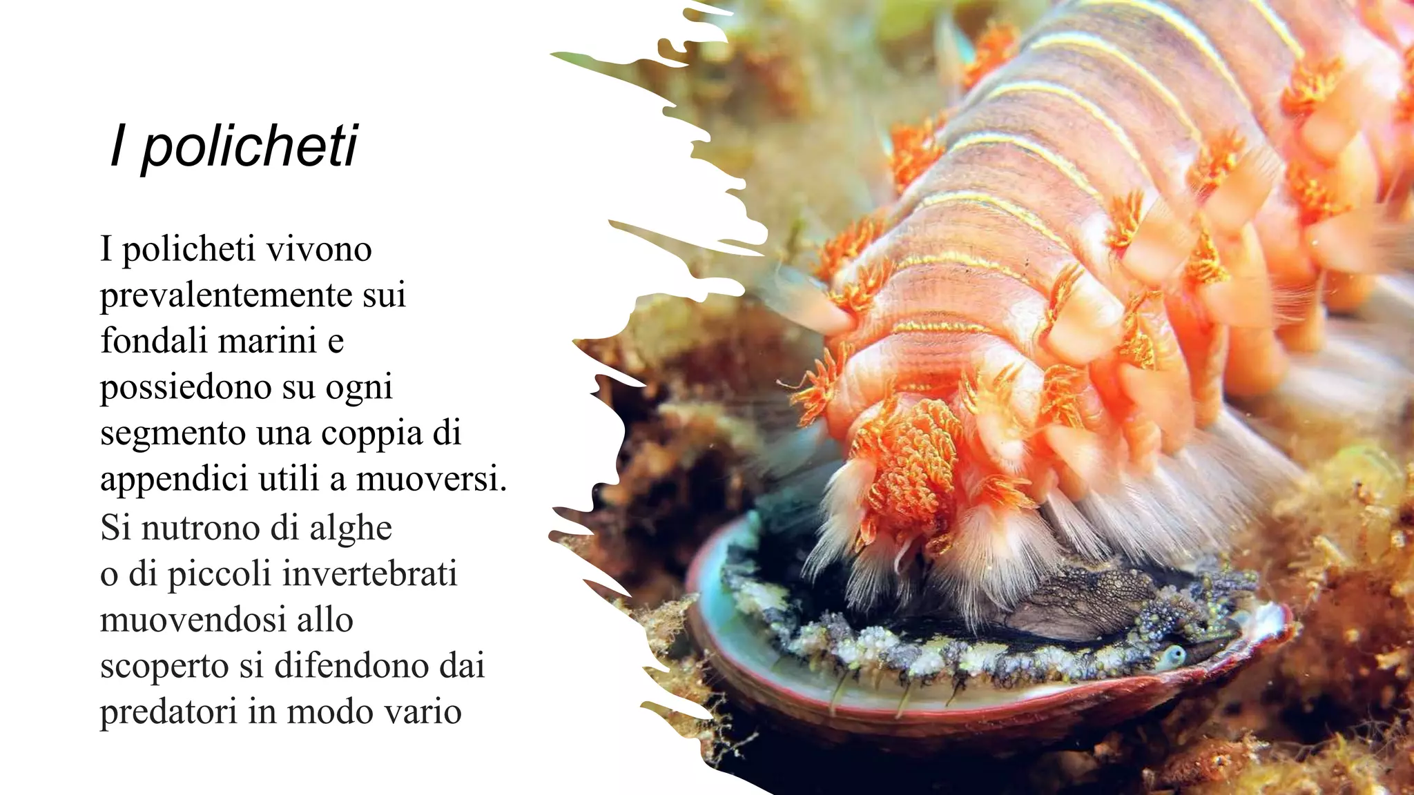 presentazione anellidi.pptx