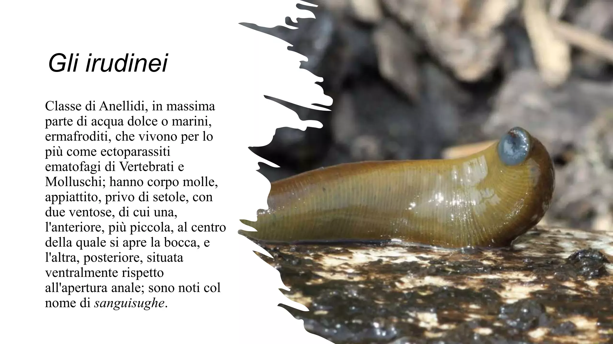 presentazione anellidi.pptx