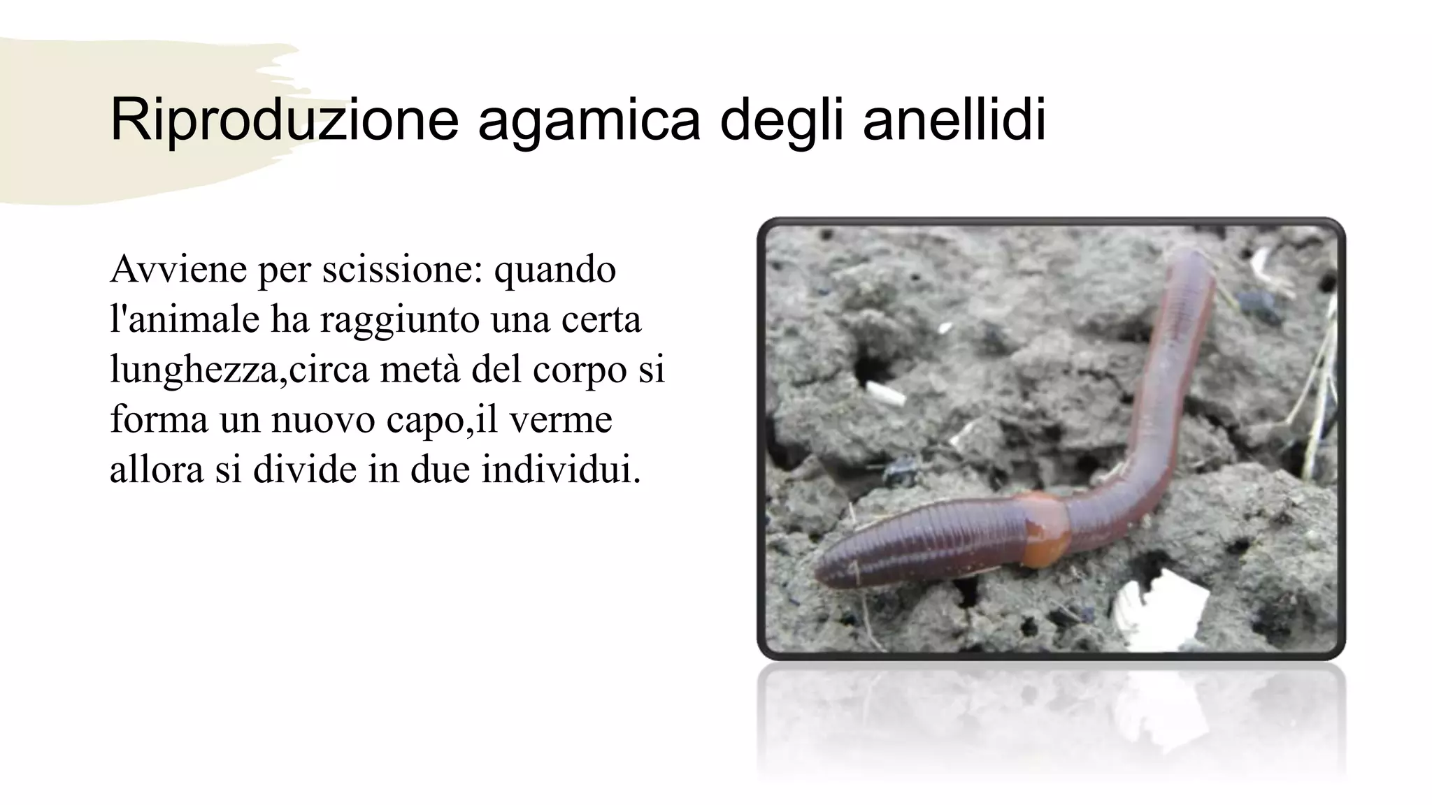 presentazione anellidi.pptx