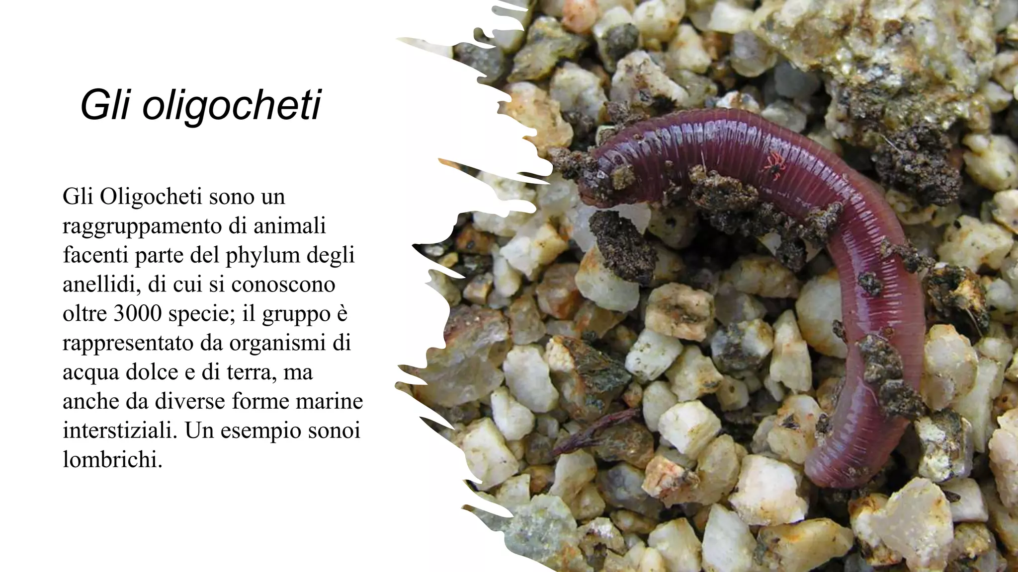 presentazione anellidi.pptx