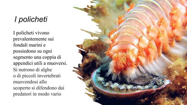 presentazione anellidi.pptx