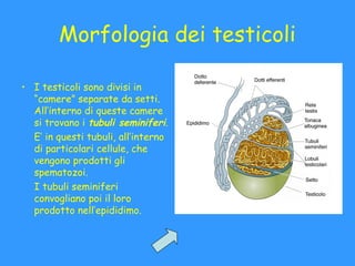 Presentazione app riproduttore soft | PPT