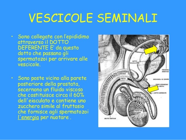 Presentazione app riproduttore soft