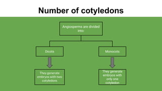 Presentazione botanica.pptx